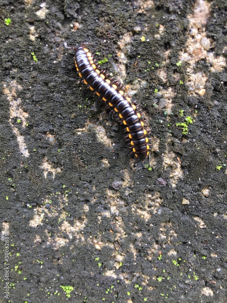 Harpaphe haydeniana commonly known as the yellow-spotted millipede or ...