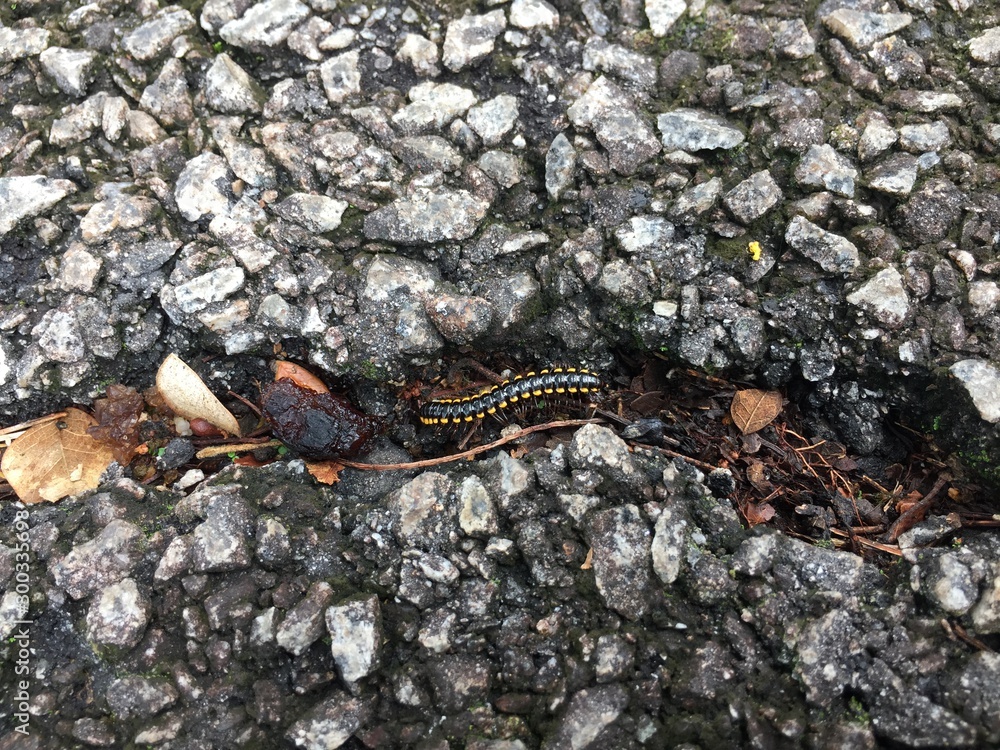 Foto de Harpaphe haydeniana commonly known as the yellow-spotted ...