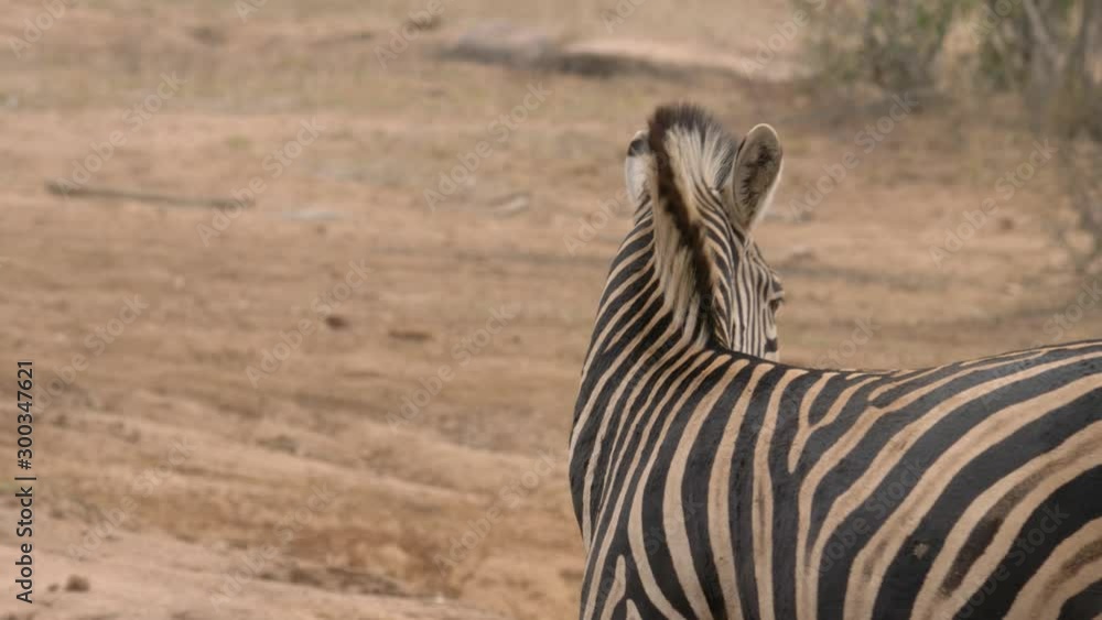 Zebra in the wild, close up of head and shoulders before Zebra turns ...