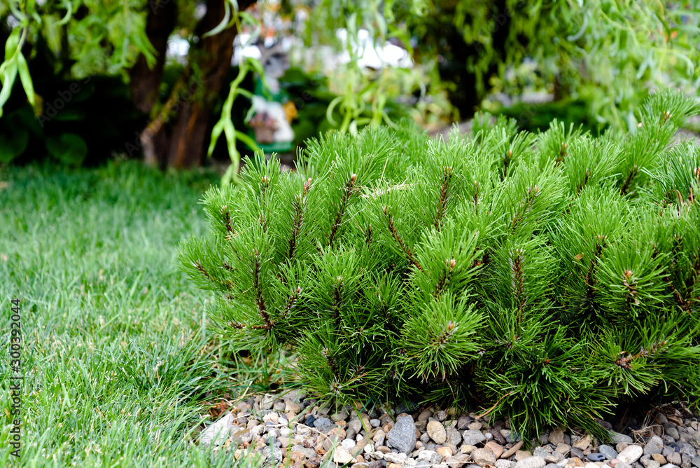 Landscape design. Composition, in the foreground, dwarf mountain pine ...