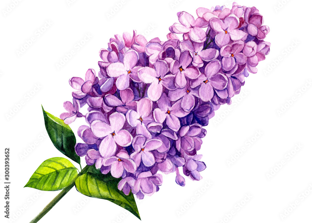 lilac flowers on an isolated white background, watercolor illustration ...