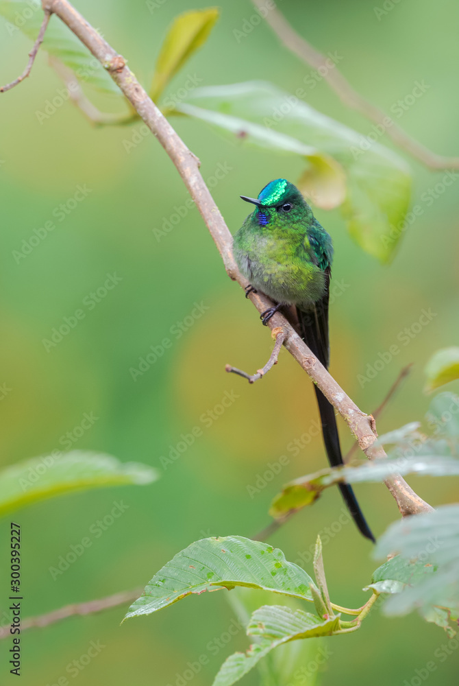 Long-tailed Sylph - Aglaiocercus kingi, beautiful long tailed ...