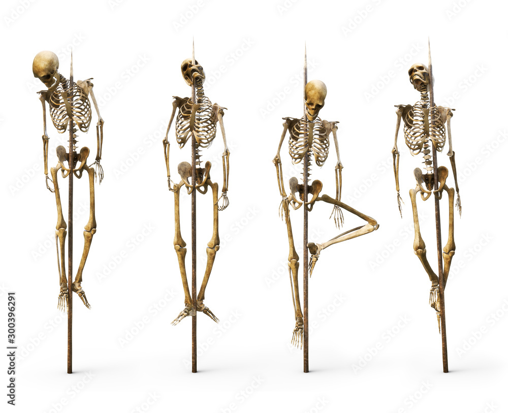 Group of skeleton's impaled on spiked sticks on a isolated white ...