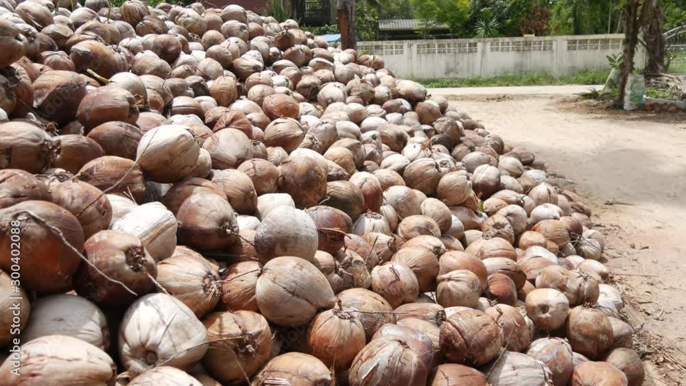 Coconut farm with big coconut ready for production. Large piles of ripe ...