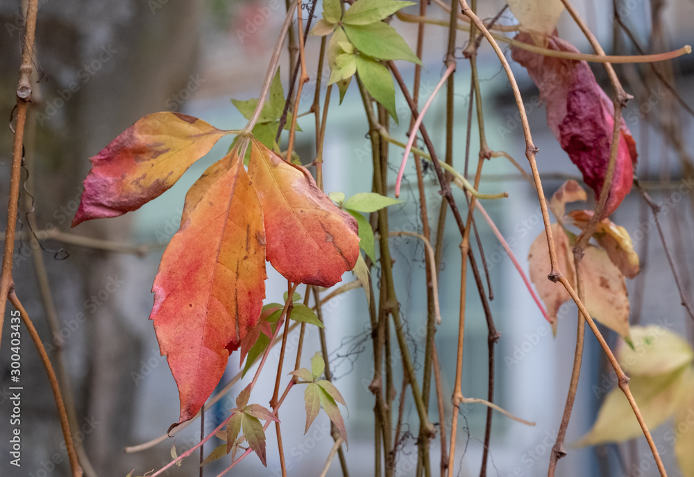 Virginia creeper trailing ivy, also known as American ivy, photographed ...