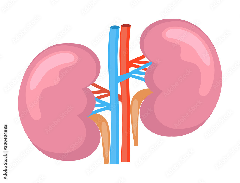 Kidneys for medical design. Cartoon internal organ concept of ...