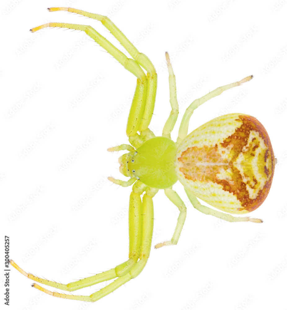 The Ebrechtella tricuspidata spiders a species of crab spiders ...