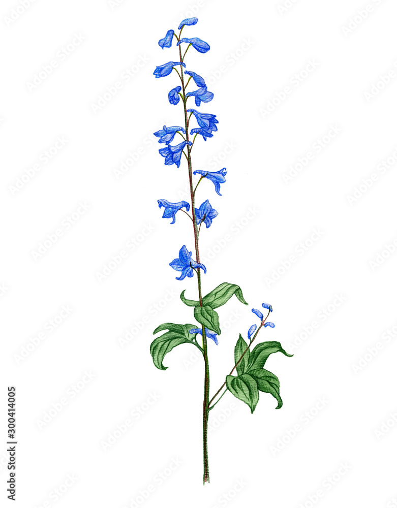 larkspur flower, drawing by colored pencils Stock Illustration | Adobe ...