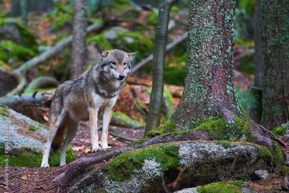 The wolf (Canis lupus), also known as the gray or grey wolf in natural ...