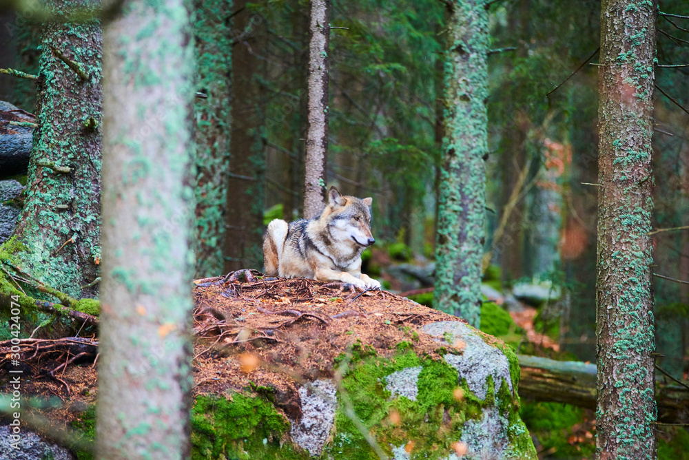 The wolf (Canis lupus), also known as the gray or grey wolf in natural ...