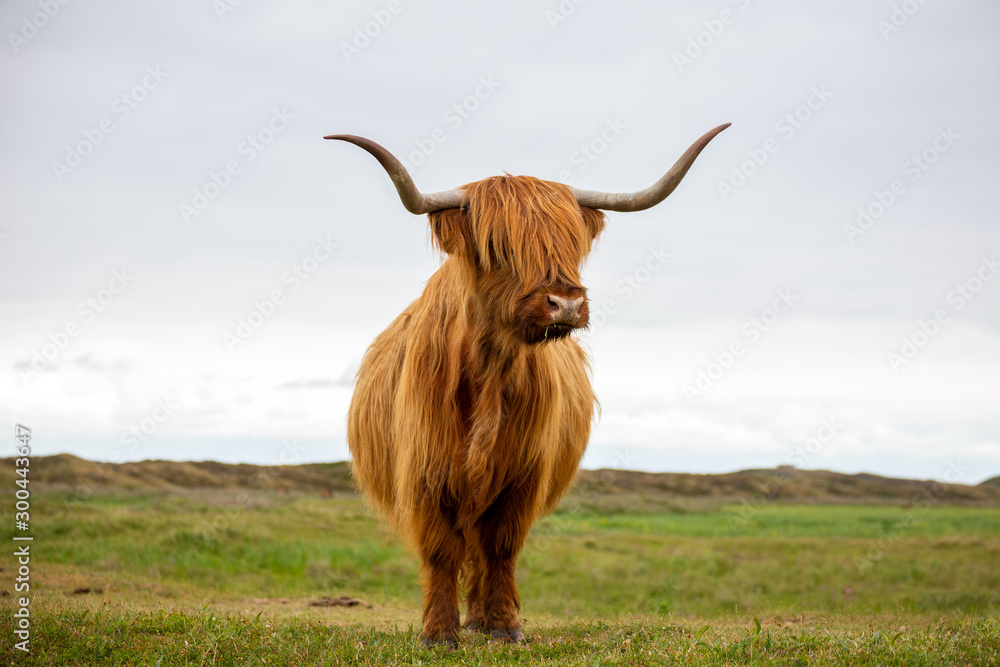 Bull of a scottish highlander with long horns from the front portrait ...