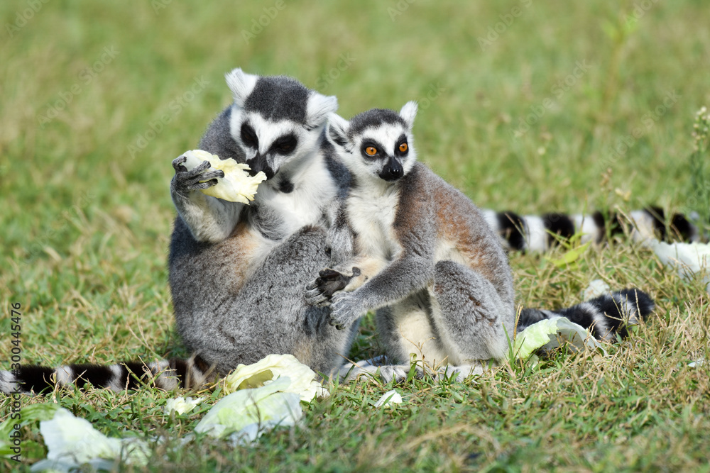 Ring Tailed Lemur Eating