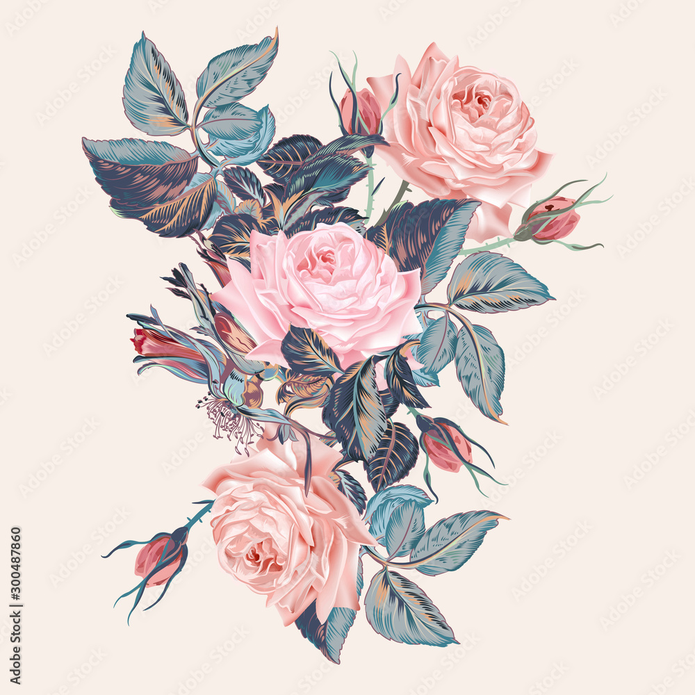 Botanical vector vintage illustration with pink rose flowers in ...