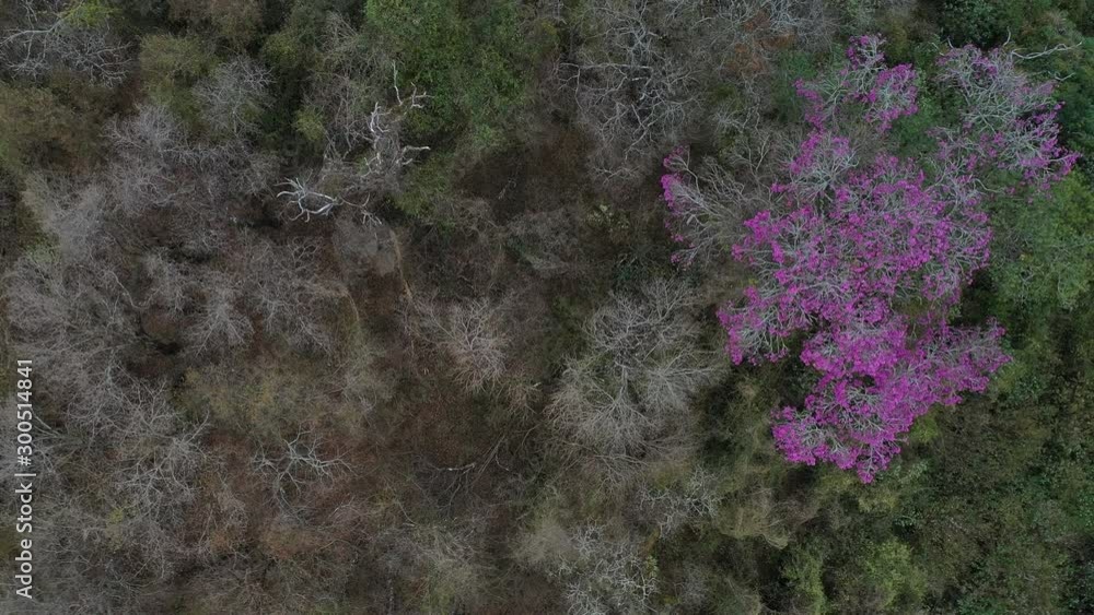 ARBOL LAPACHO ROSADO Handroanthus impetiginosus, Forest Las Yungas ...