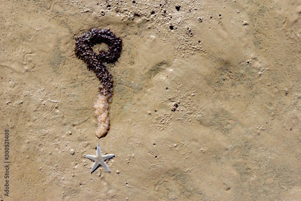 question mark sign with shellfish Stock Photo | Adobe Stock