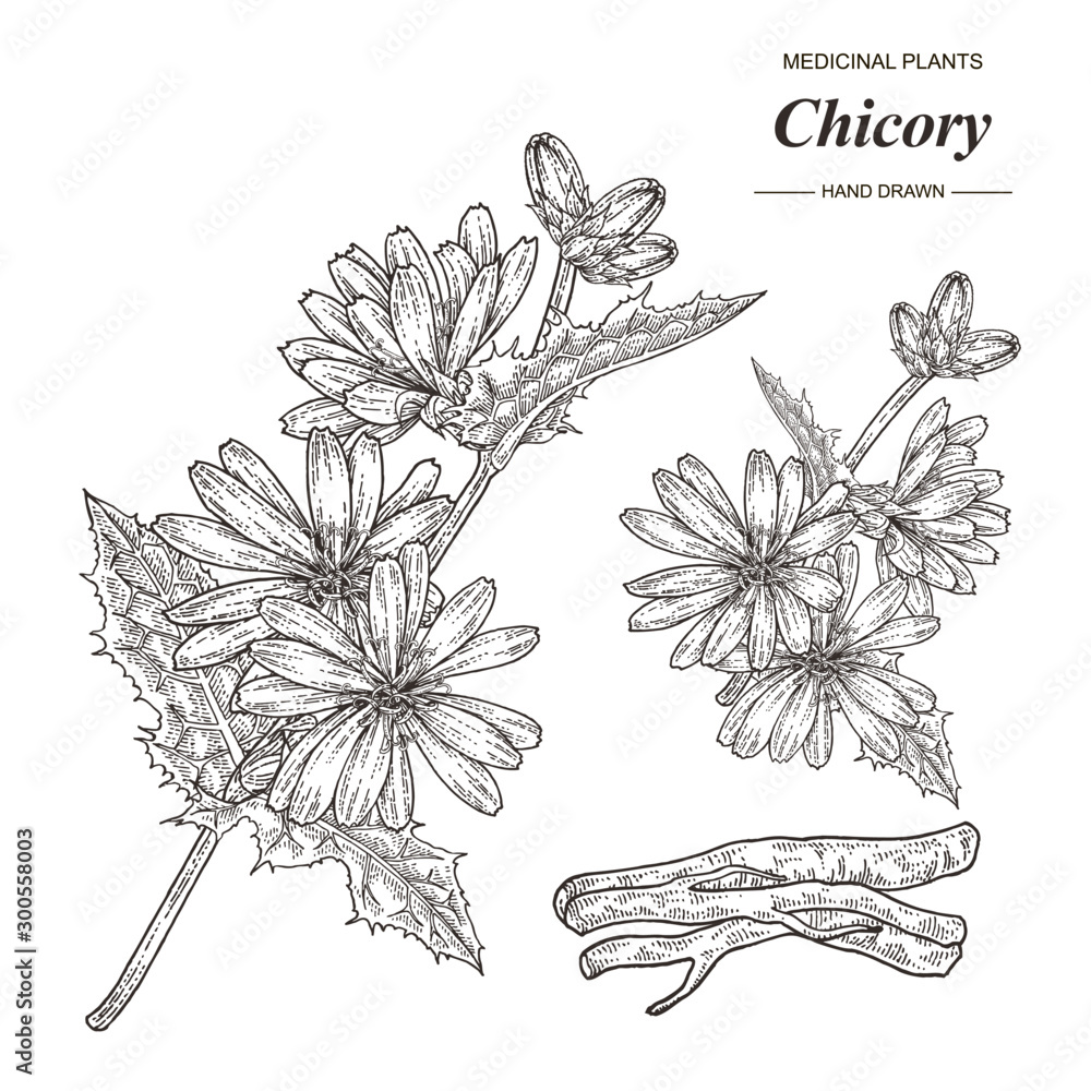 Chicory plant hand drawn. Chicory flowers and roots isolated on white ...