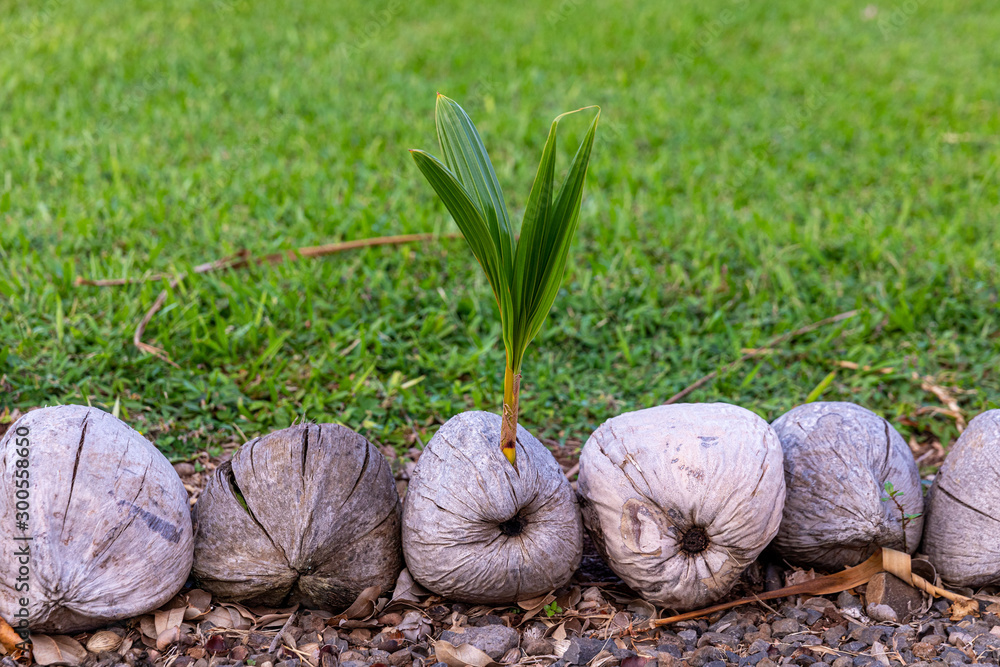 Close up photo of a young coconut sprout emerging from an old coconut ...