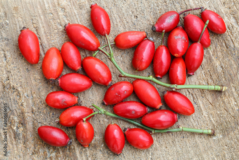 Frutos de Escaramujo o Rosal Silvestre sobre tronco de madera. Rosa ...