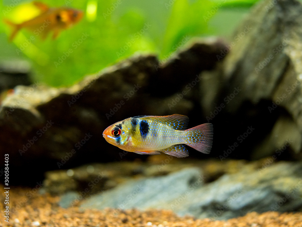 ram cichlid (Mikrogeophagus ramirezi) in a fish tank Stock Photo ...