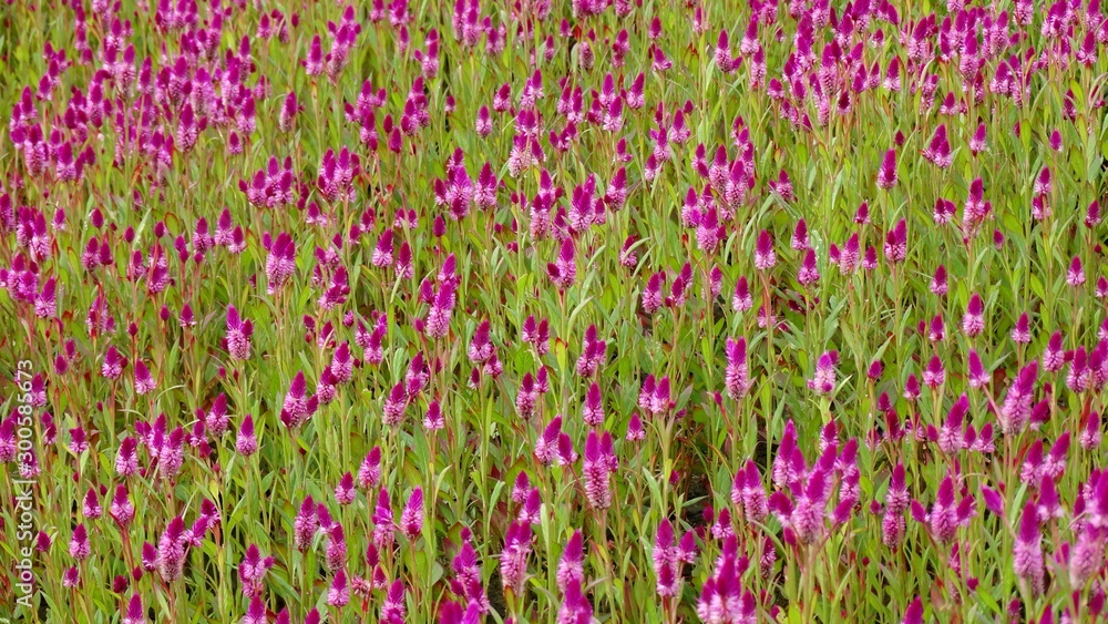 Beautiful purple feather cockscomb flowers blossom in the field ...