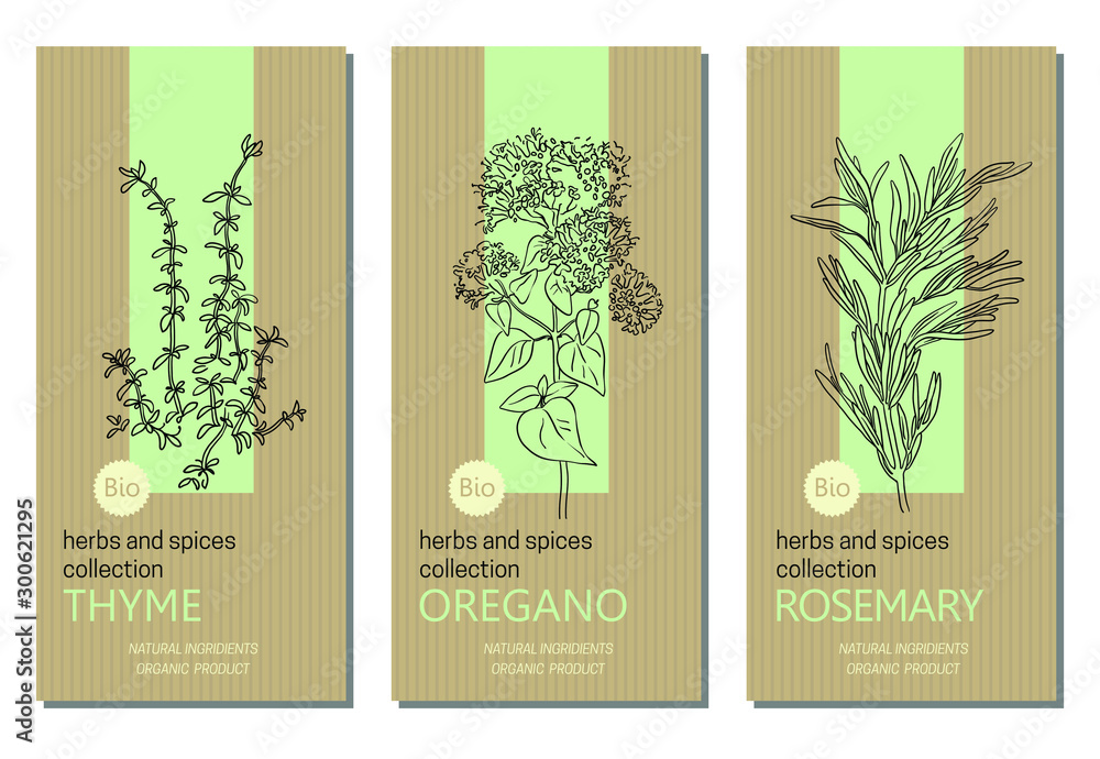 Vector set of herbs and spices labels with herbs sketches: thyme ...