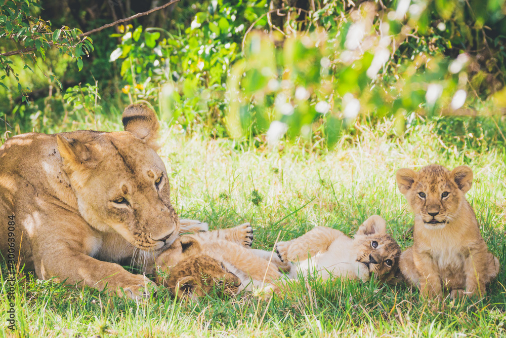 Lioness are washing her newborn cub, brother and sister are playing in ...