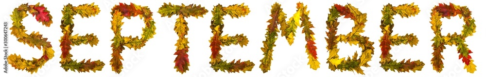 September. Text made by autumn leaves. English alphabet. Oak foxes ...