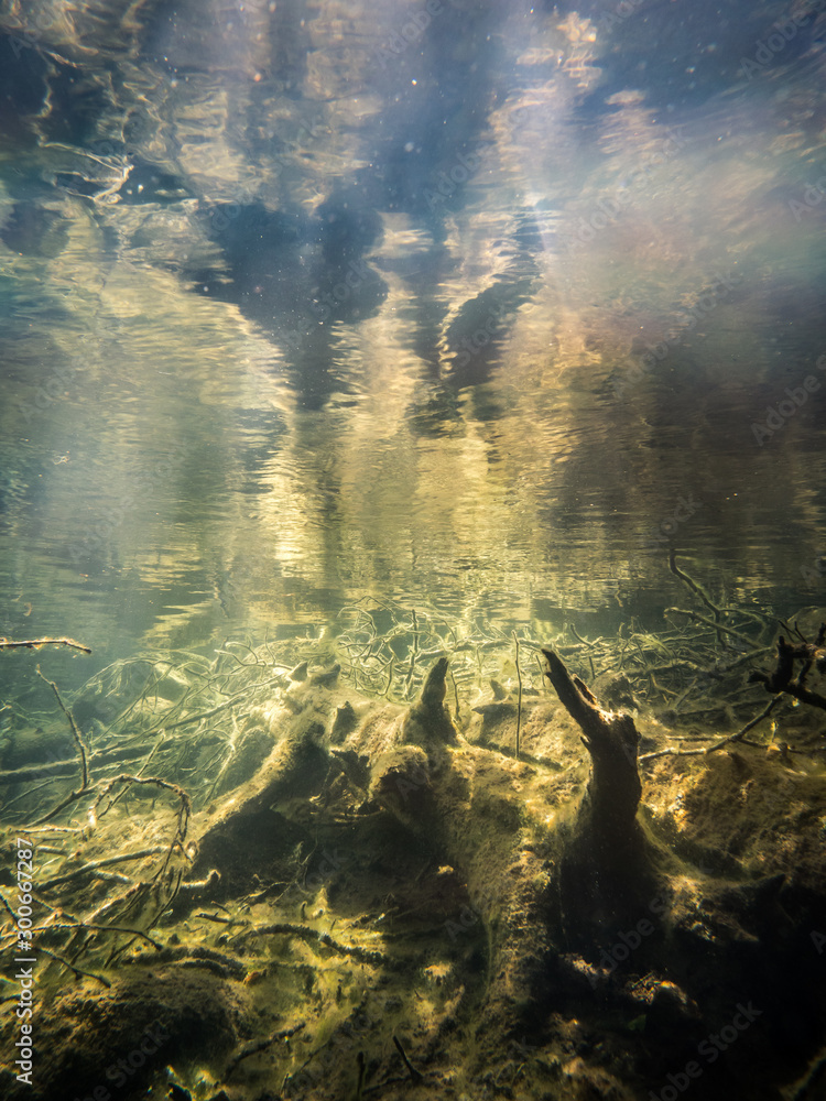 Gloomy underwater view of sunken trees Stock Photo | Adobe Stock