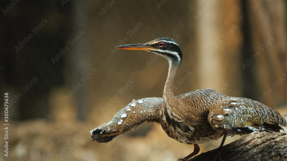 The Sunbittern -graceful bird flaps its wings Відео Stock | Adobe Stock