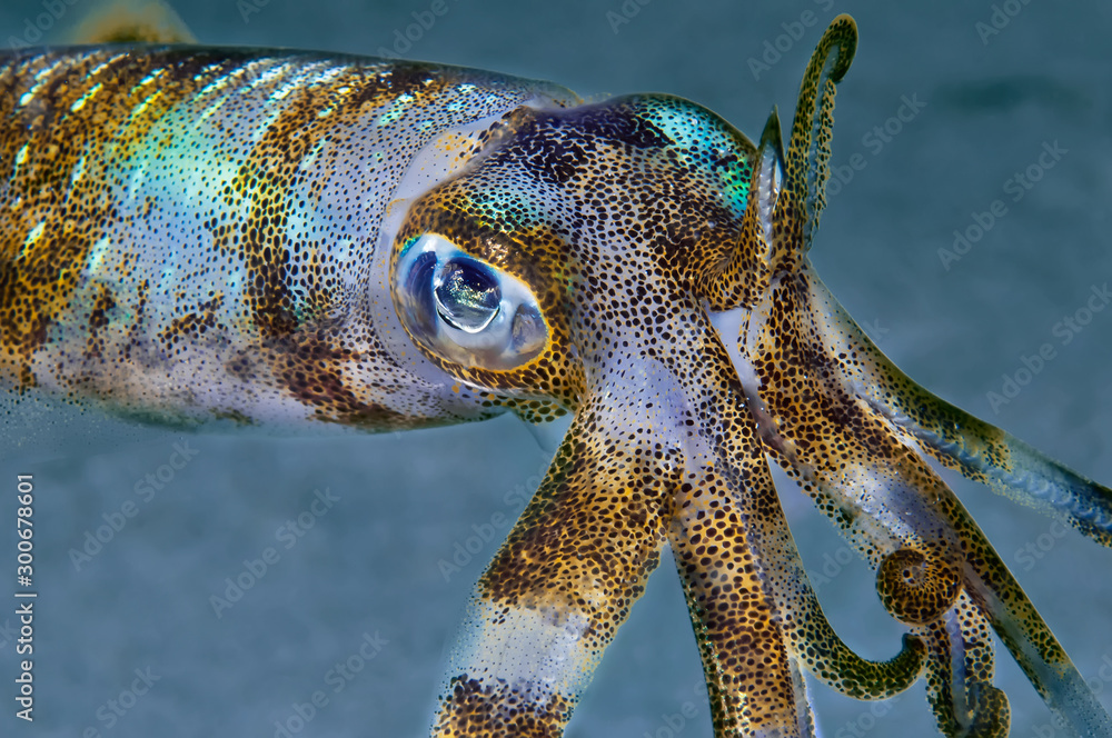 Underwater close-up photo of big fin reef squid. Philippines. Stock ...