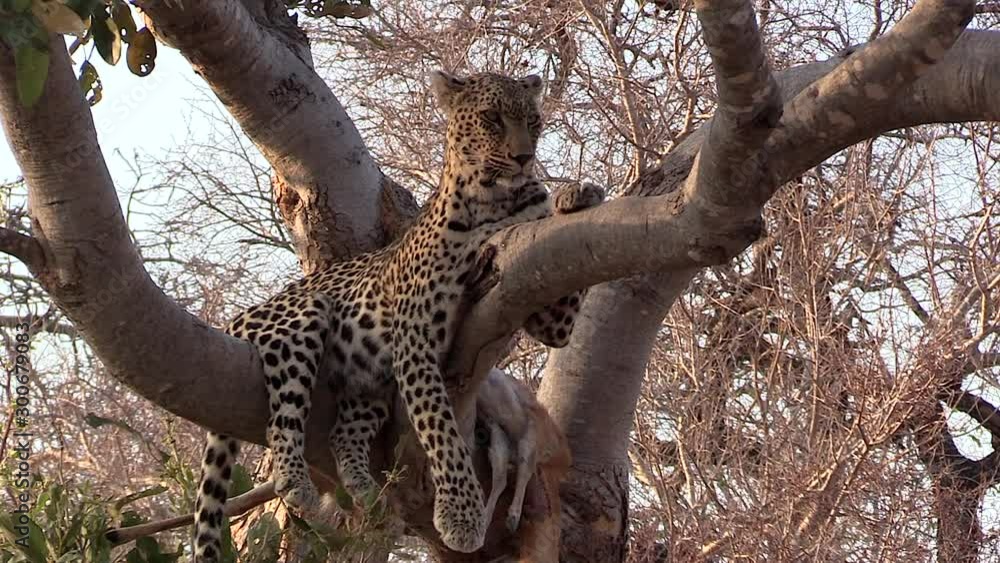 An adult female leopard rests high in a tree with a full belly and her ...