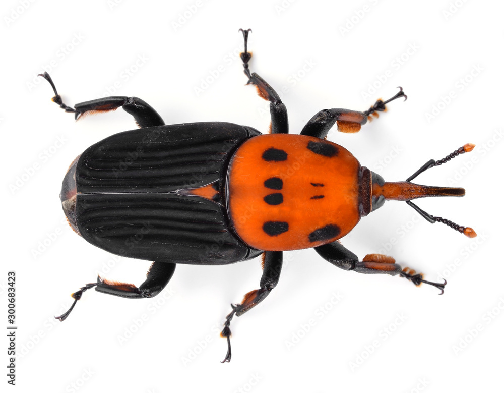 The red palm weevil, Rhynchophorus ferrugineus, is a species of snout ...