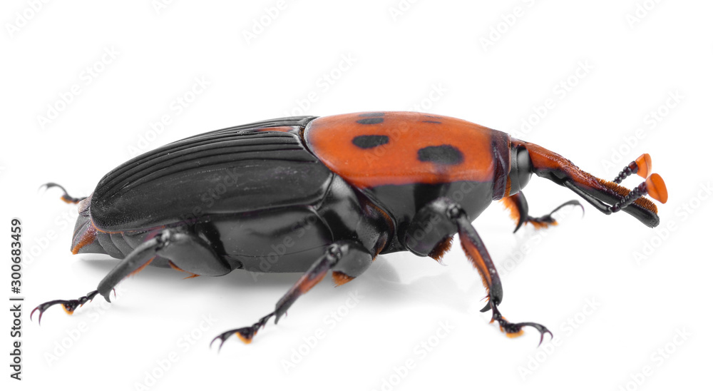 The red palm weevil, Rhynchophorus ferrugineus, is a species of snout ...