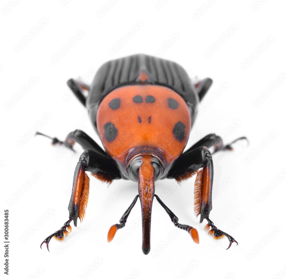 Foto de The red palm weevil, Rhynchophorus ferrugineus, is a species of ...