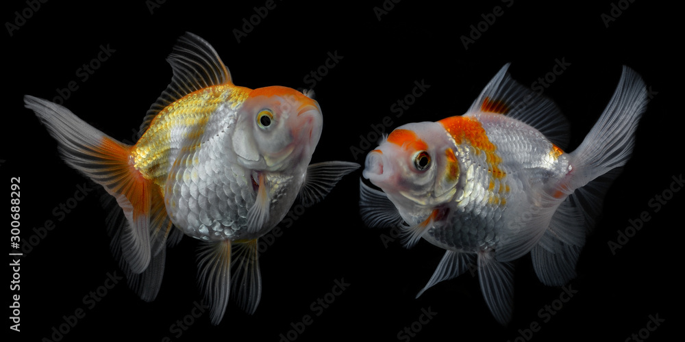 Goldfish isolated background. Stock Photo | Adobe Stock