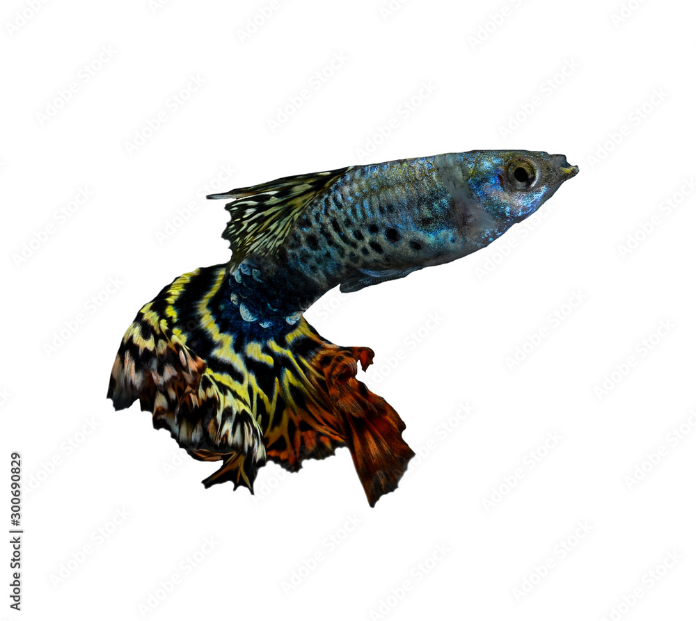 Poecilia reticulata isolated white Stock Photo | Adobe Stock