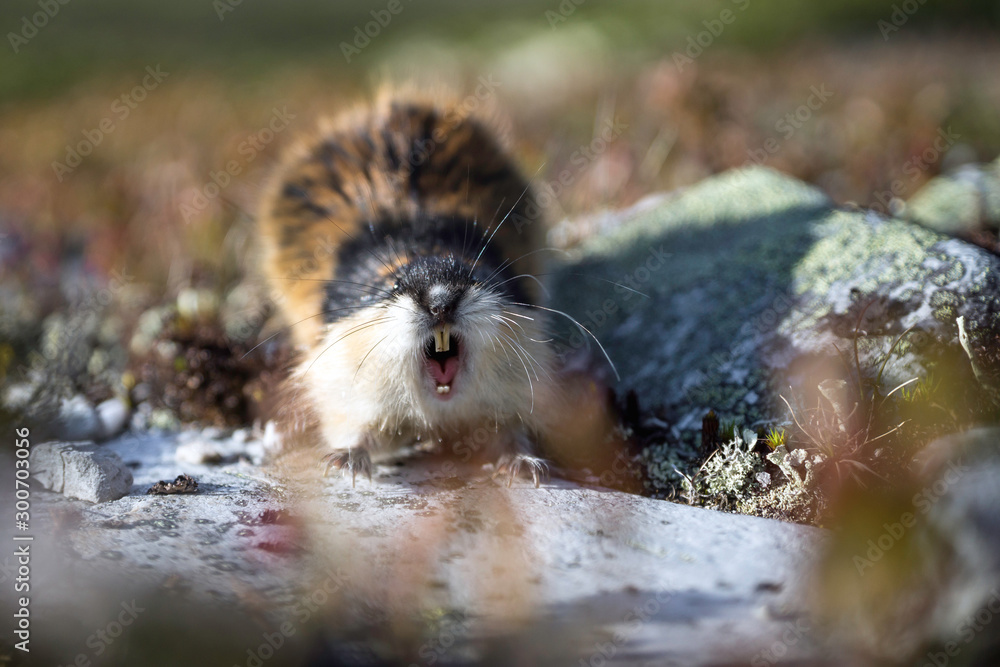 Very angry lemming screaming and showing his four teeth. In the ...