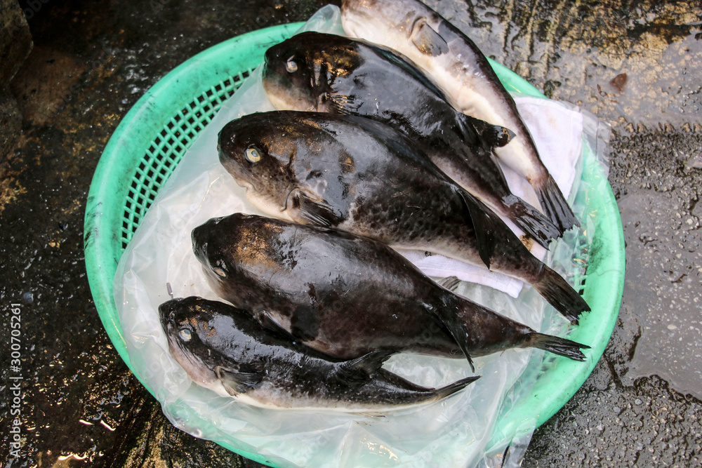 Fugu Fish (Puffer Fish) most dangerous seafood from venom on Jagalchi ...