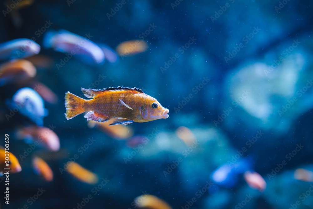 Colorful tropical fish swimming around the tropical island of Nusa ...