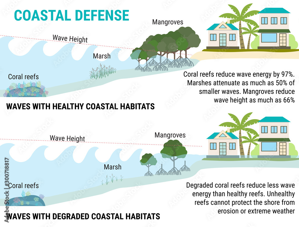 Coastal defenses to sea level rising -mangroves, marshes, coral reefs ...