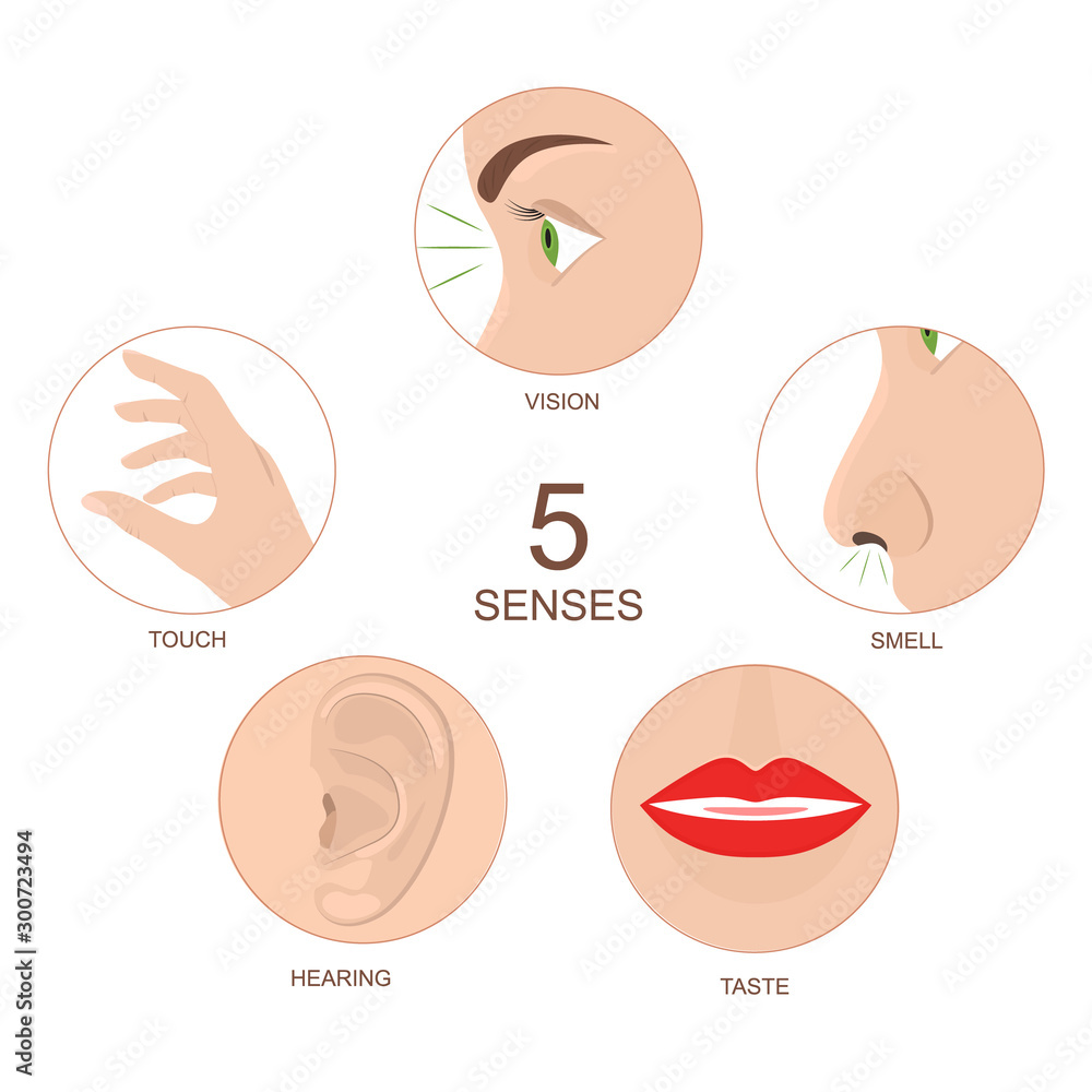 Cartoon Human Anatomy Senses Infographics Concept Card Poster. Vector ...