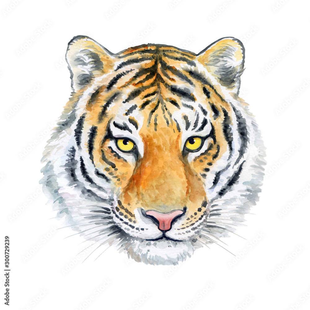 Tiger Colour Sketch