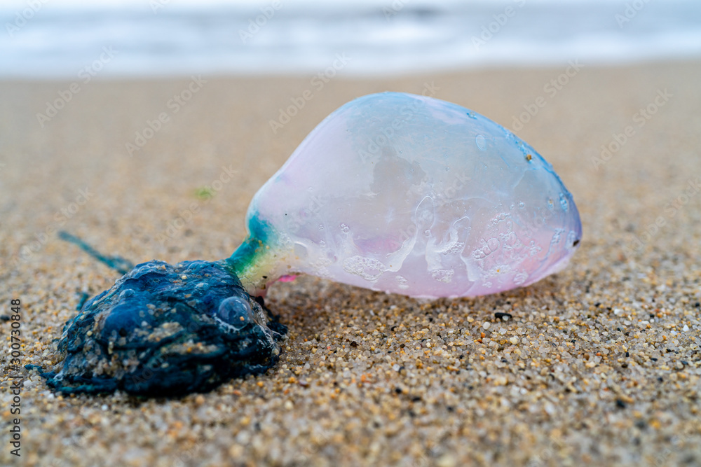 Tiere, Meerestiere, Quallen, Portugiesische Galeere (Physalia physalis ...