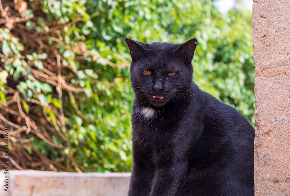 Cats of Malta. Stray black cat sitting on the porch at the entrance to ...