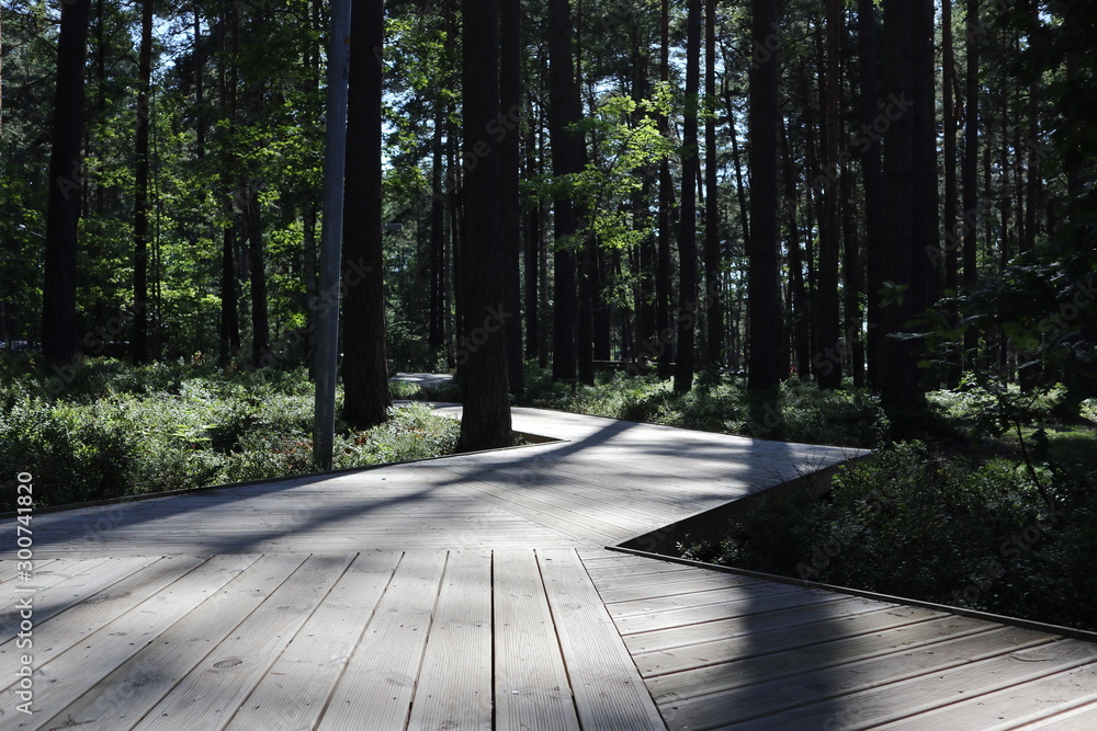 City Jurmala park rest area green pone trees wlak path wooden way with ...