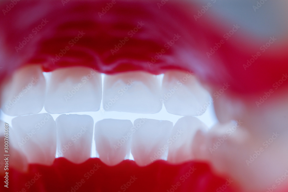 inside view of human jaw with teeth and gums anatomy model Stock Photo ...