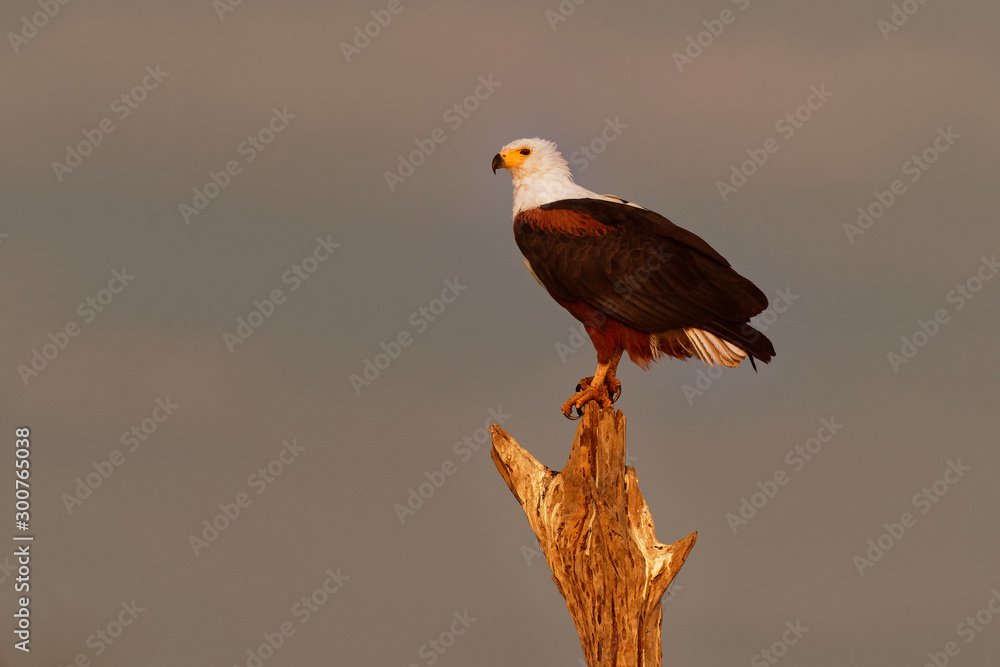 African Fish-eagle - Haliaeetus vocifer large species of white and ...