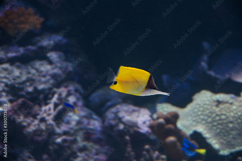 Under water photo, Forceps Butterflyfish, that has long nose, yellow ...