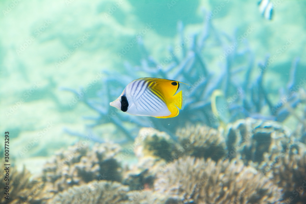 Under water photo, Threadfin Butterflyfish, yellow and white butterfly ...