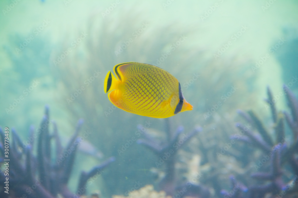 Yellow Butterfly Fish